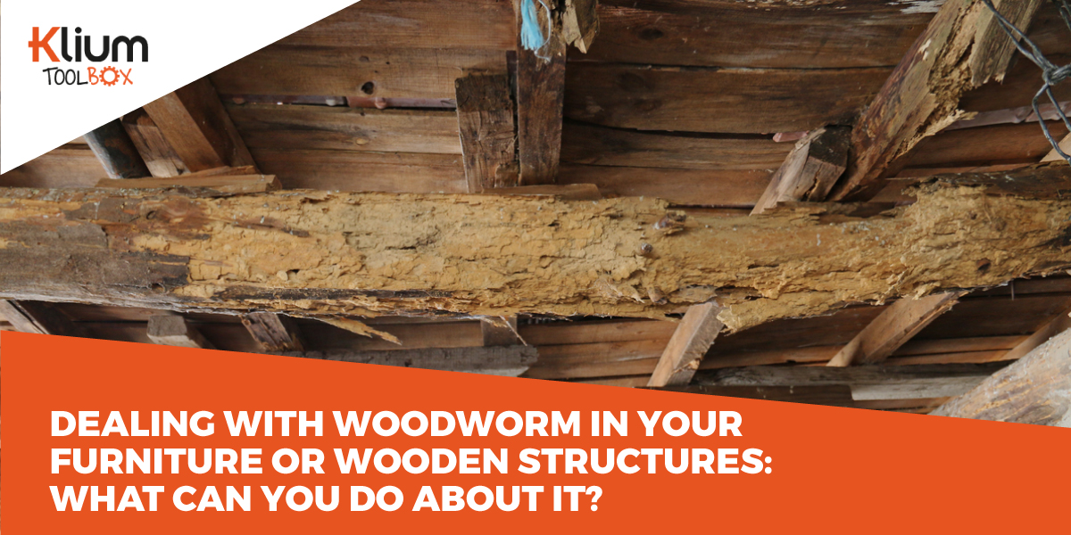 Follow these four tips to control and prevent woodworm infestations in ...